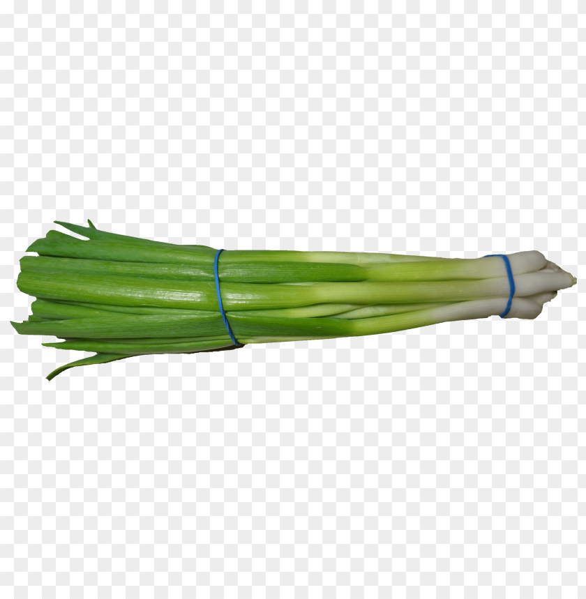 Free download | HD PNG scallion green onion PNG images with transparent ...