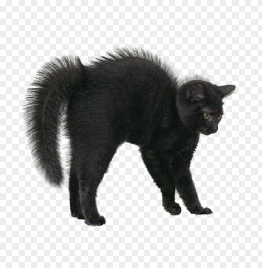 Free download | HD PNG scared cat halloween PNG transparent with Clear ...