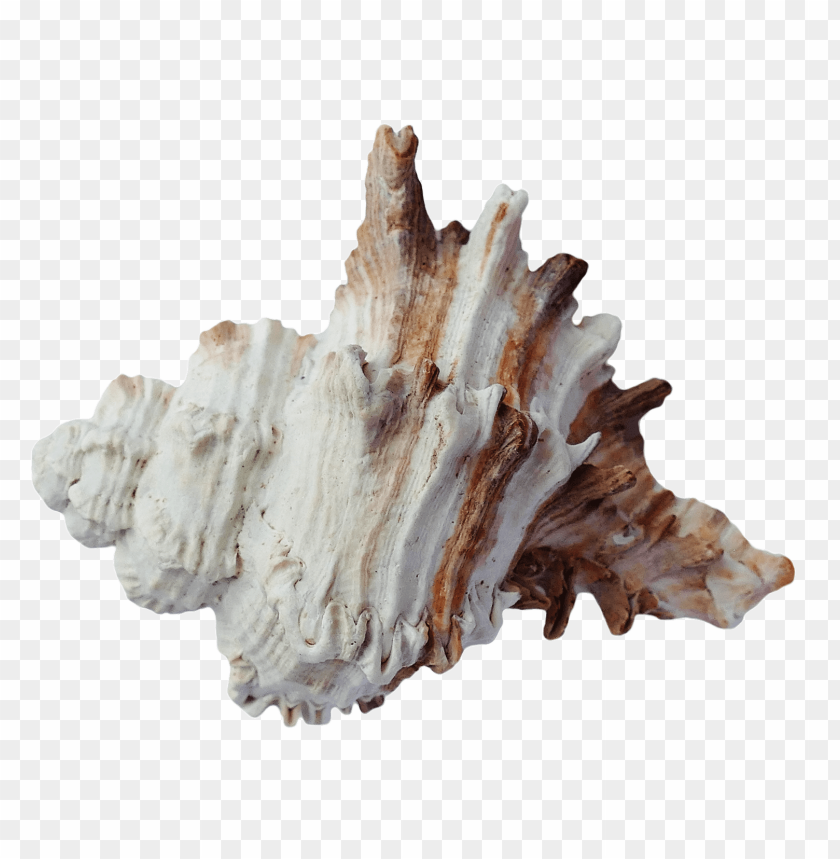 Free download | HD PNG PNG image of sea ocean shell with a clear ...