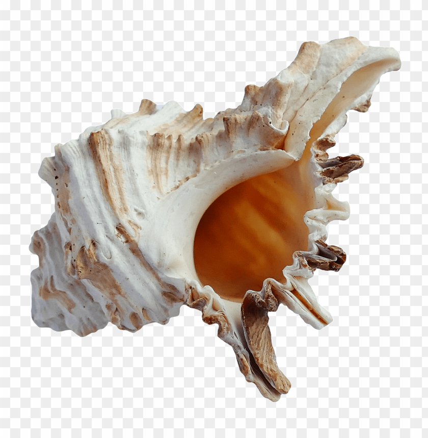 Free download | HD PNG PNG image of sea ocean shell with a clear ...