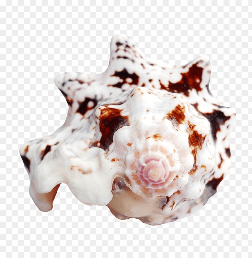 Free download | HD PNG PNG image of sea ocean shell with a clear ...