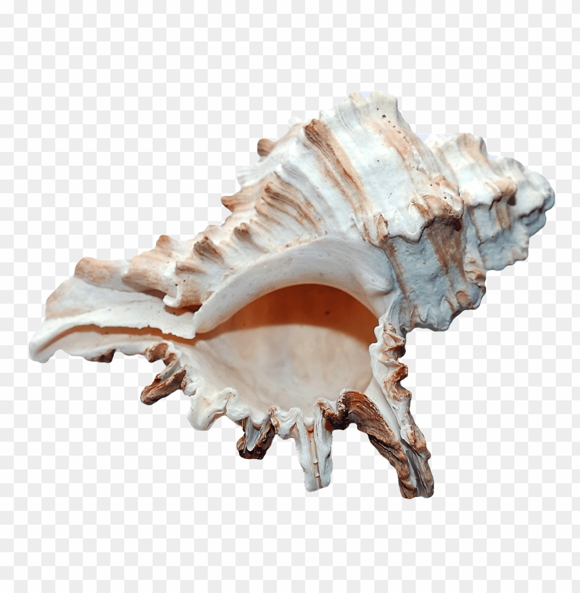 Free download | HD PNG PNG image of sea ocean shell with a clear ...