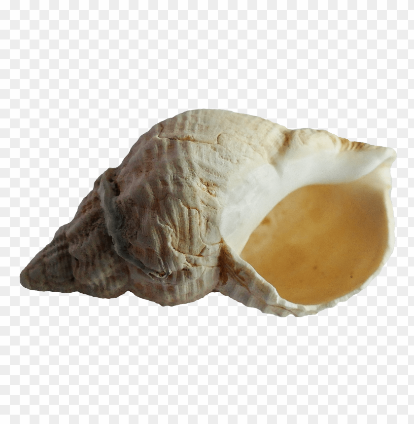 Free download | HD PNG PNG image of ridged seashell with smooth ...