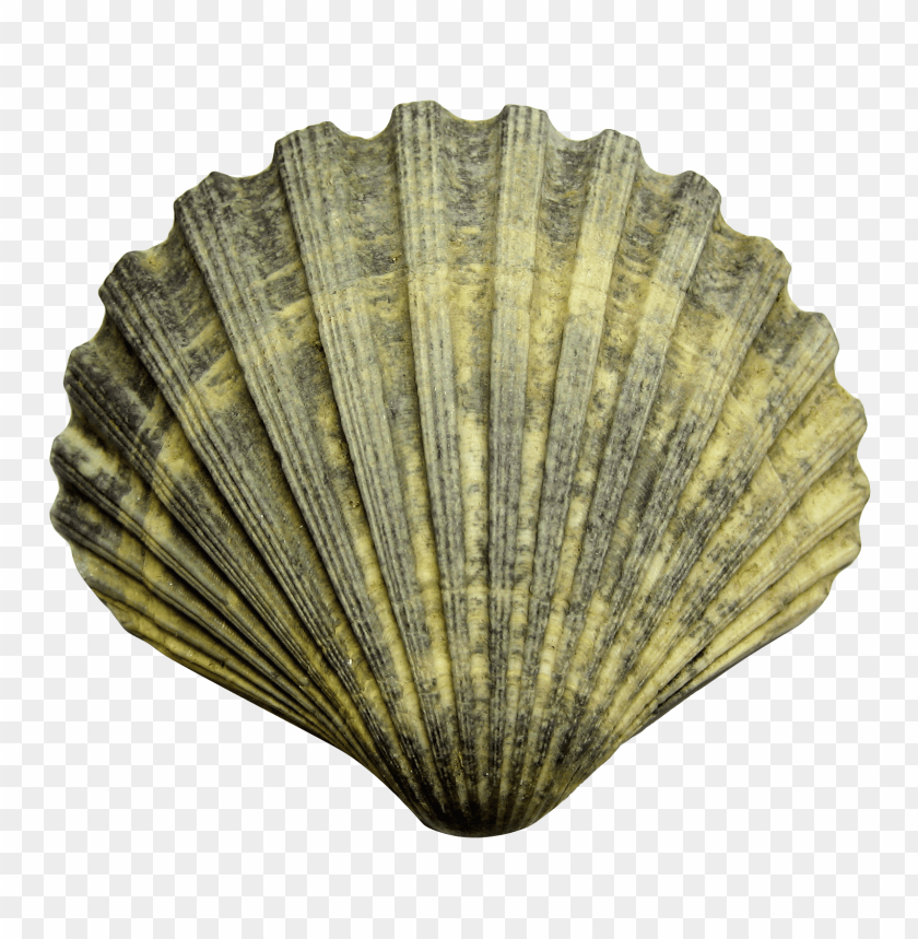 Free download | HD PNG PNG image of sea shell with a clear background ...