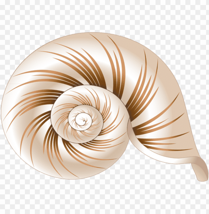 Free download | HD PNG sea shell coloring book PNG transparent with ...