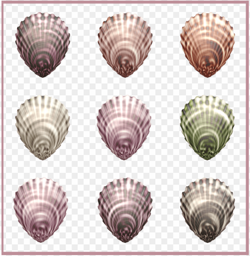Free download | HD PNG sea shells png shell PNG transparent with Clear ...
