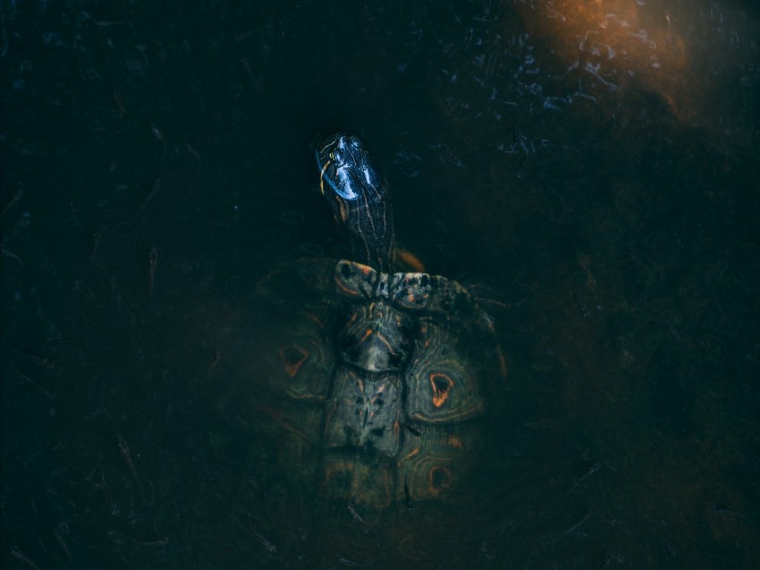 Free download | HD PNG sea turtle turtle water shell 4k wallpaper | TOPpng