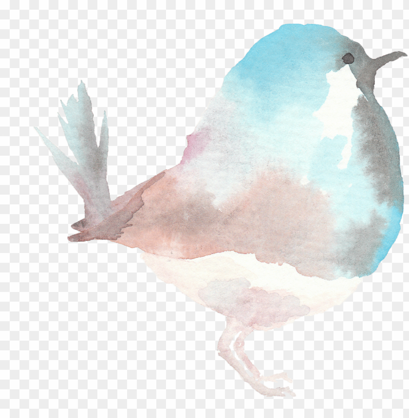 Free download | HD PNG seabird PNG transparent with Clear Background ID ...
