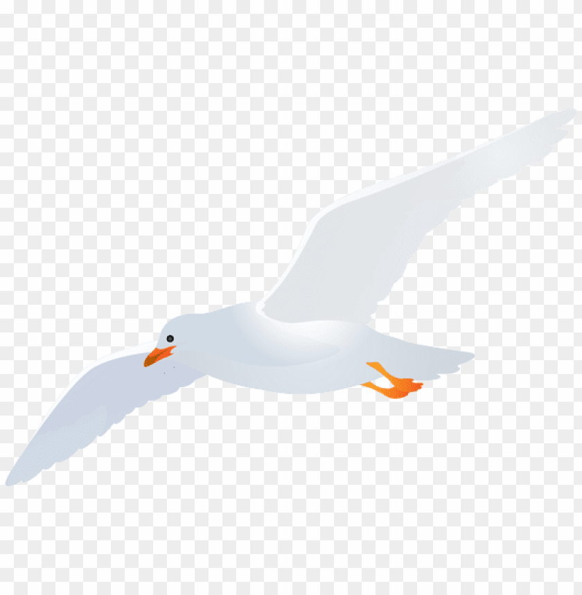 Free download | HD PNG seagull transparent png images background ...