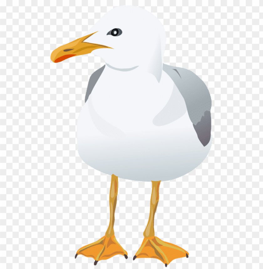 Free download | HD PNG seagull transparent | TOPpng