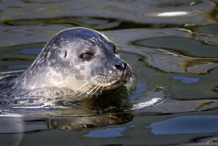 Free download | HD PNG seal swim water wallpaper background best stock ...