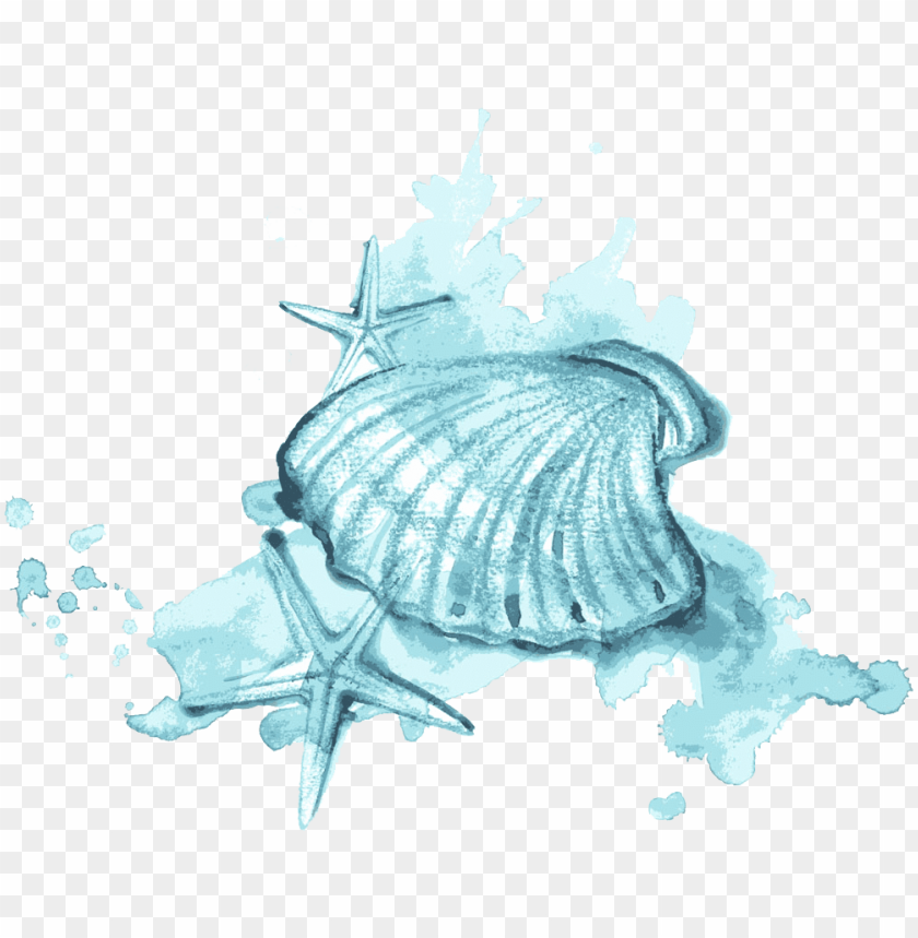 Free download | HD PNG seashell watercolor painting illustration ...