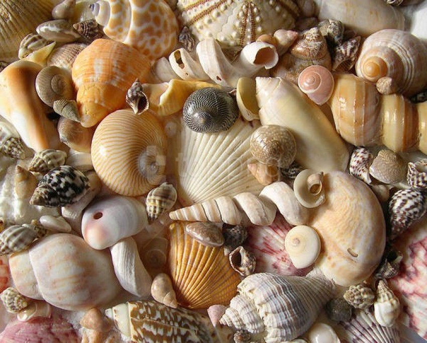 Free download | HD PNG colorful seashells close up 4k wallpaper ...