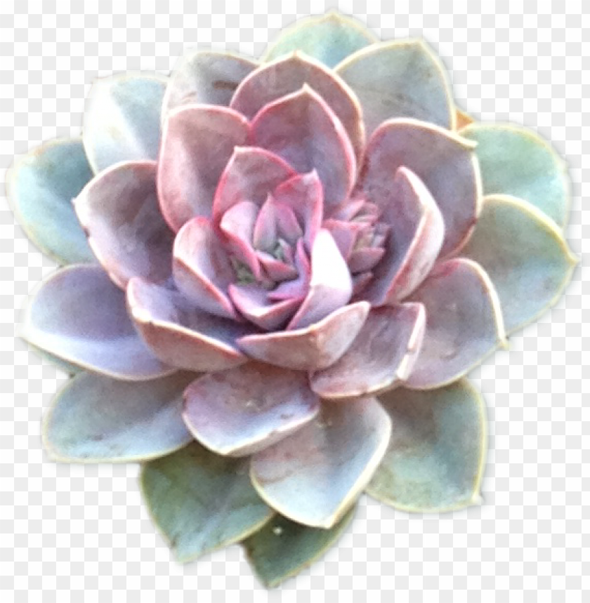 Free download | HD PNG section succulents cutout2 purple blue succulent ...