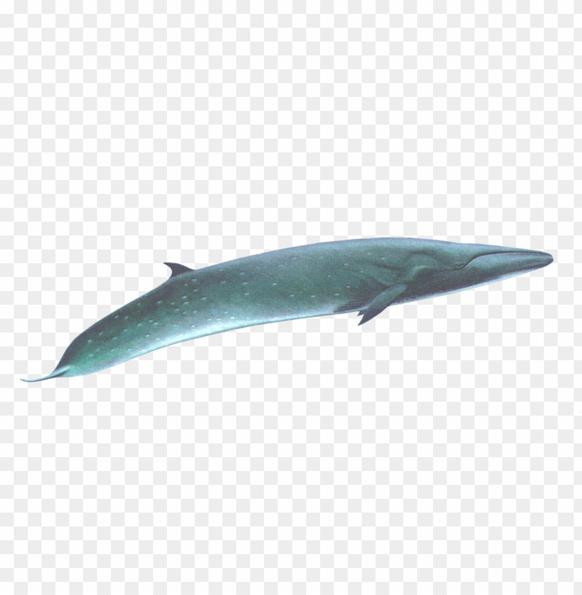 Free download | HD PNG sei whale png images background - Image ID 65158 ...