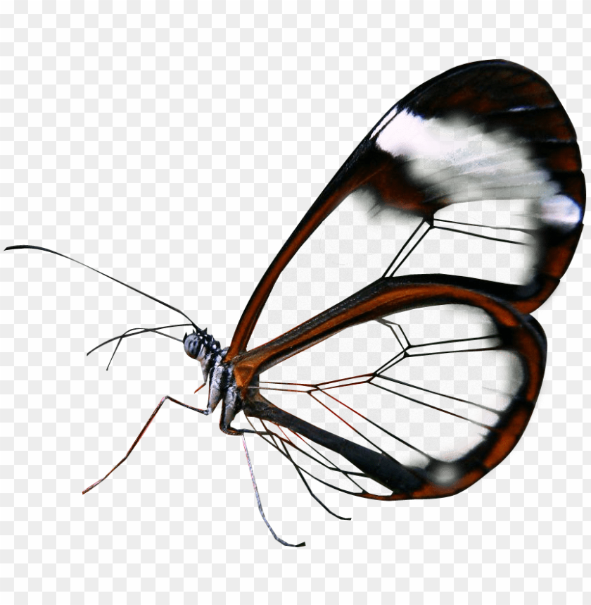 Free download | HD PNG semi transparent glasswing butterfly made by ...