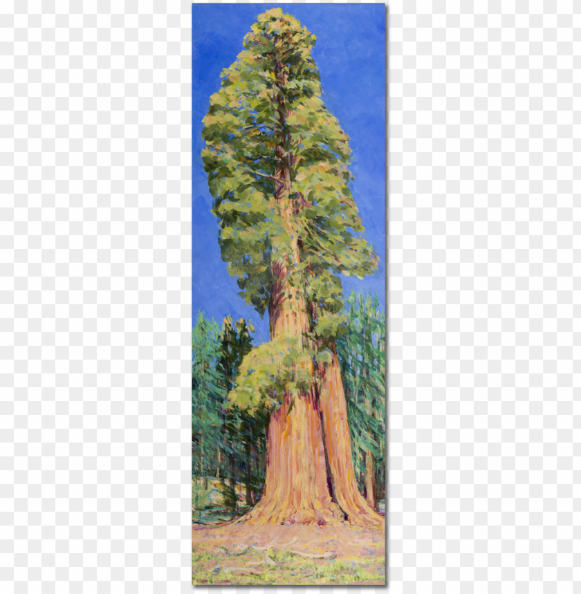 Free download | HD PNG sequoia kings canyon national parks redwood PNG ...