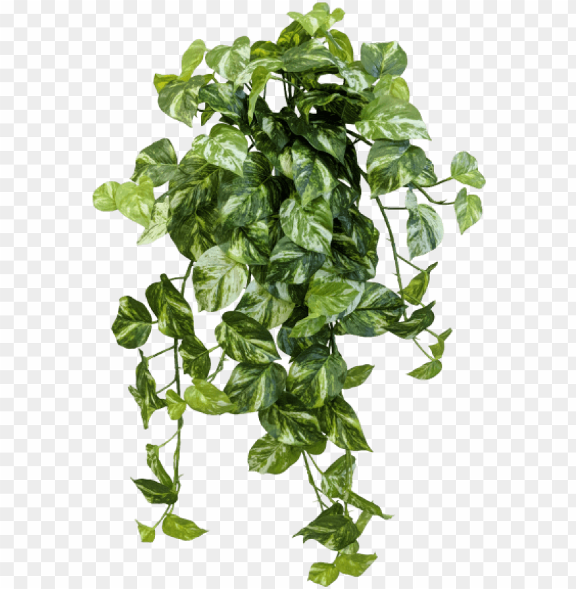 Free download | HD PNG share this image devils ivy PNG transparent with ...