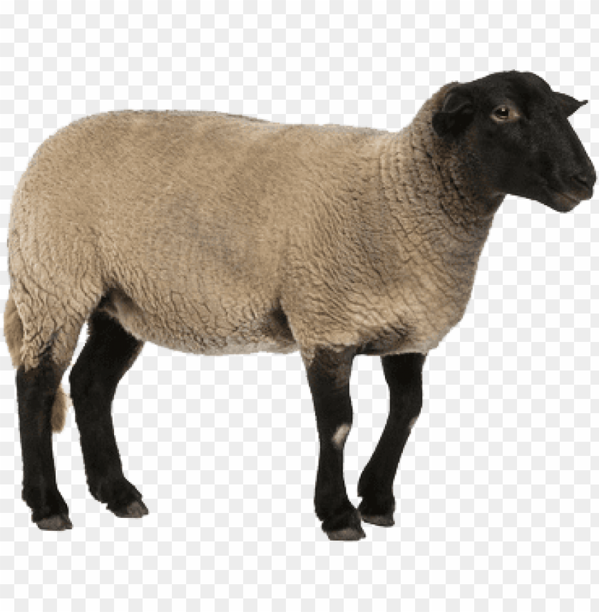 Free download | HD PNG sheep png images PNG transparent with Clear ...
