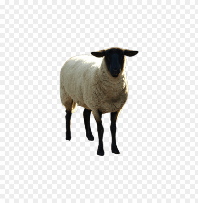 Free download | HD PNG sheep png images PNG transparent with Clear ...