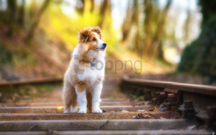 Free download | HD PNG sheepdog shetland wallpaper background best ...