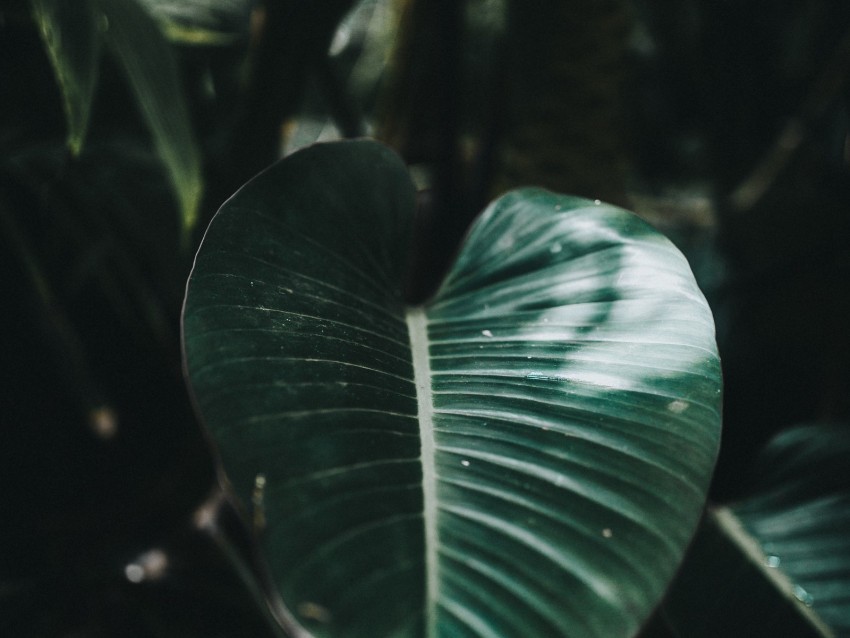 Free download | HD PNG sheet plant striped macro blur 4k wallpaper | TOPpng