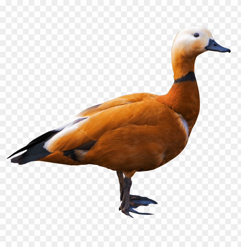 Free download | HD PNG orange duck standing with fine details png | TOPpng