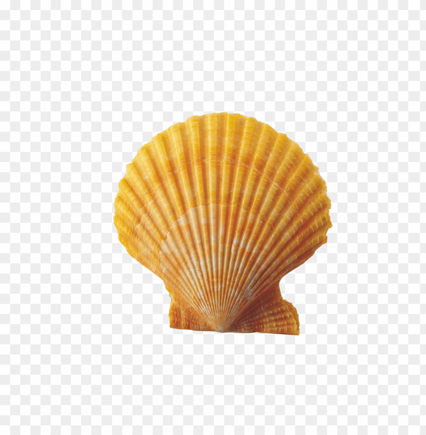Free download | HD PNG PNG image of yellow fan seashell png with a ...