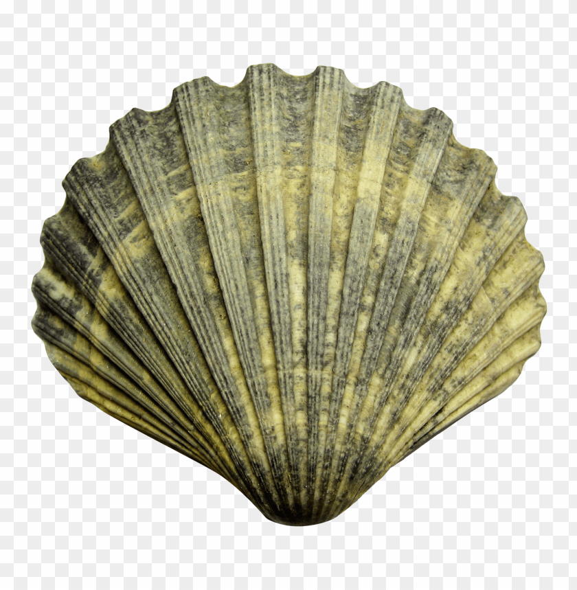 Free download | HD PNG PNG image of green fan seashell png with a clear ...