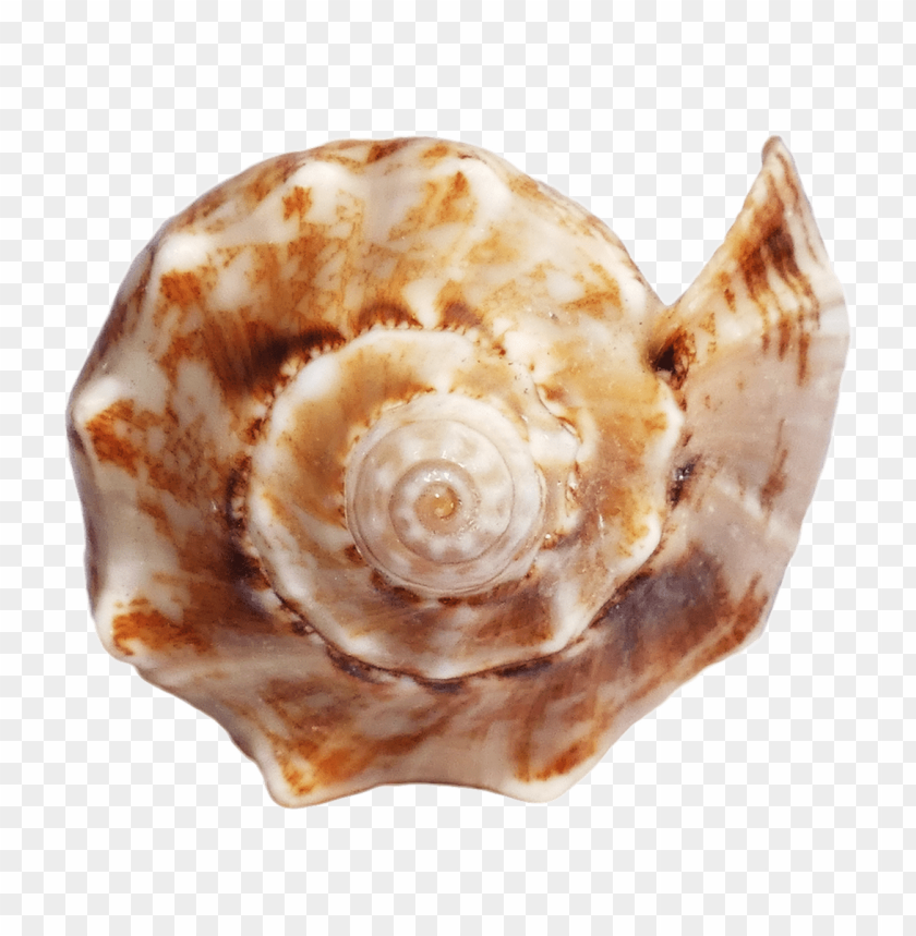 Free download | HD PNG PNG image of swirled conch shell png with a ...