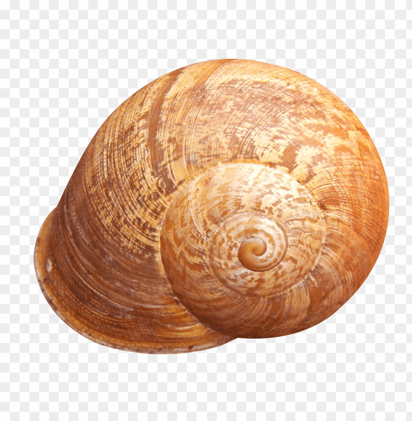 Free download | HD PNG PNG image of spiral shell fossil texture with a ...