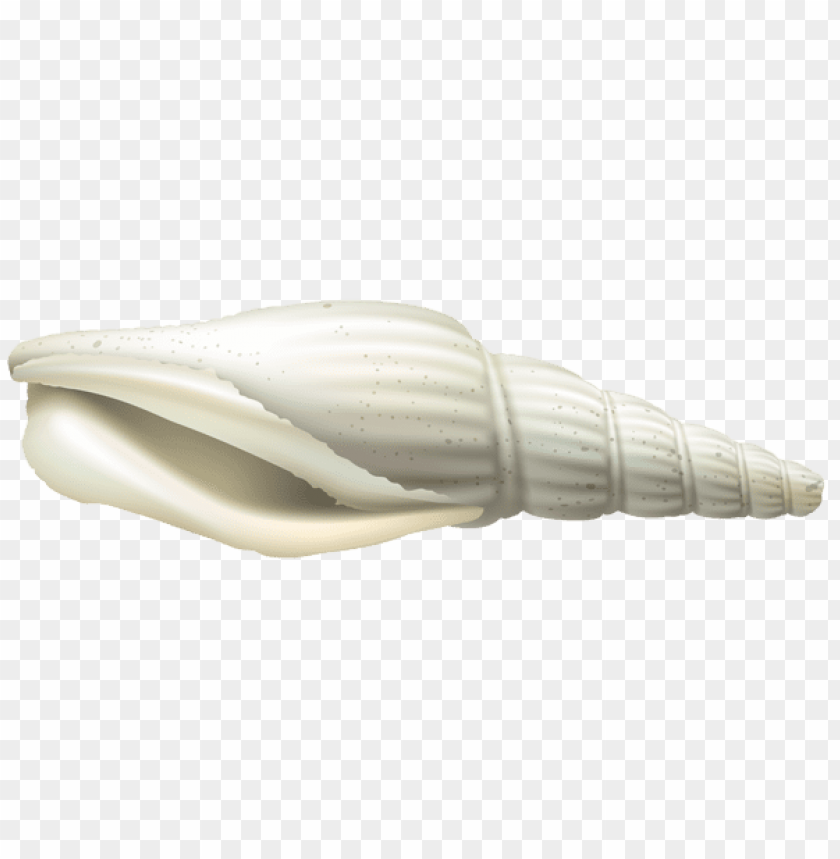 Free download | HD PNG shell clipart png photo - 56436 | TOPpng