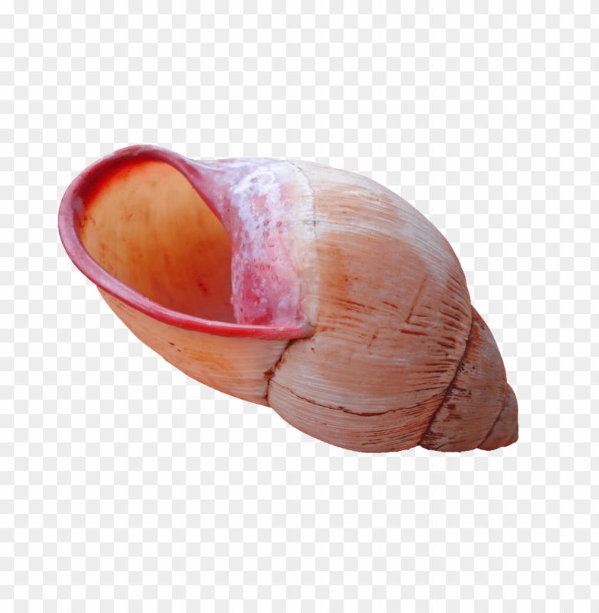 Free download | HD PNG PNG image of shell download png with a clear ...