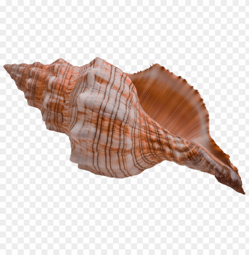 Free download | HD PNG PNG image of shell png with a clear background ...