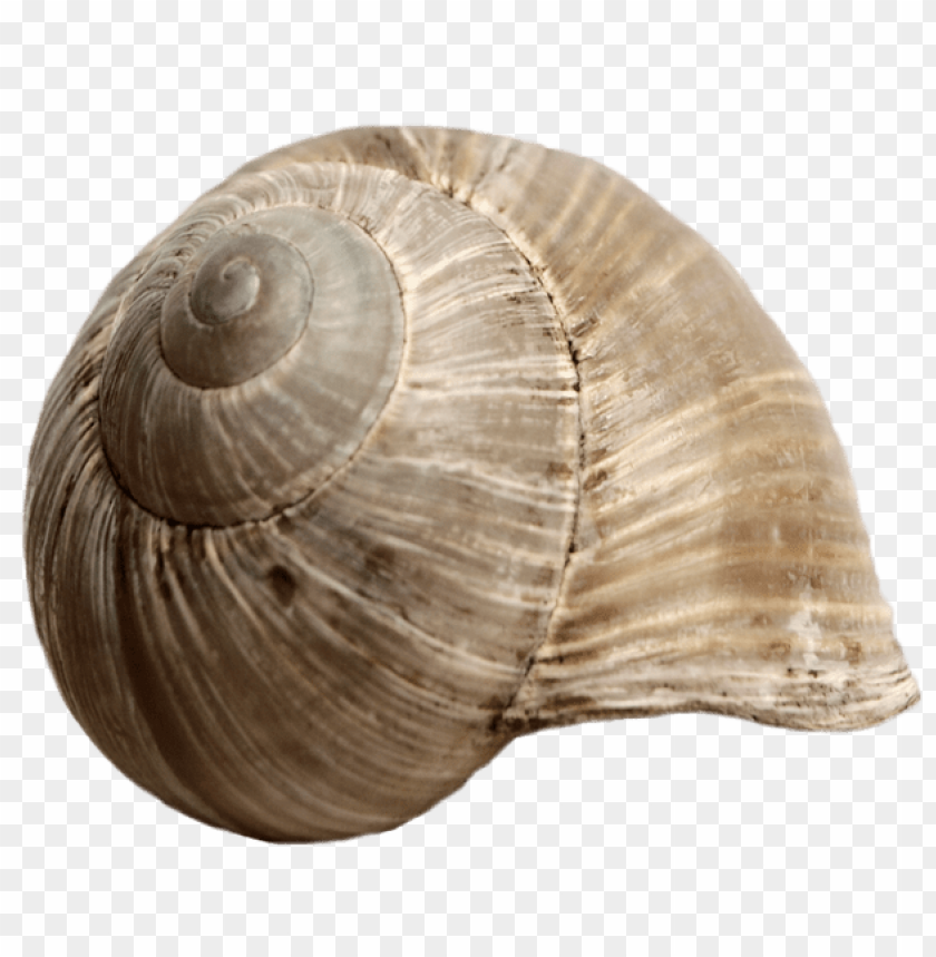Free download | HD PNG PNG image of curled shell png with a clear ...