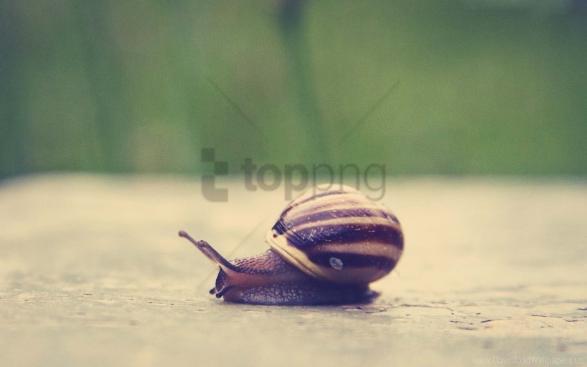 Free download | HD PNG shell snail surface wallpaper background best ...