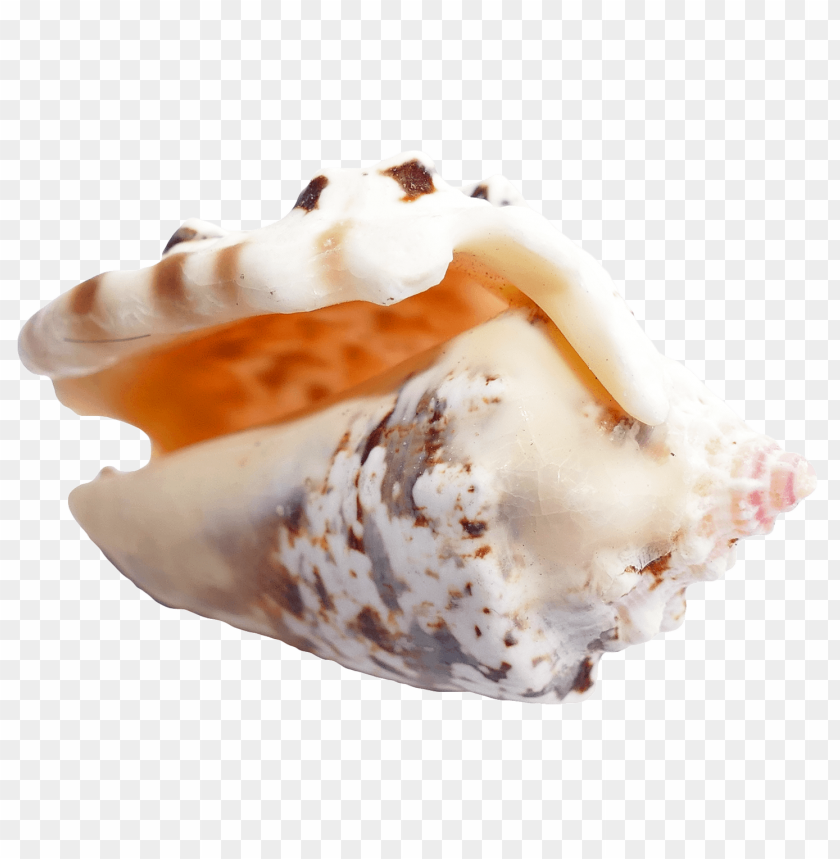 Free download | HD PNG PNG image of pink and white seashell with curves ...