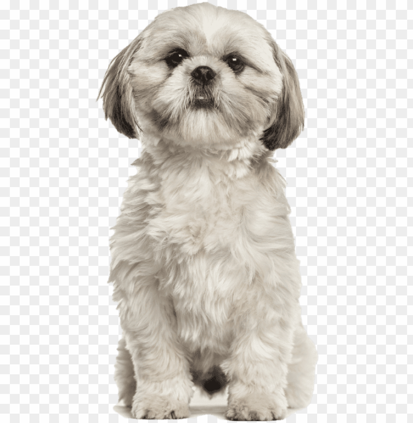 Free download | HD PNG shih tzu shih tzu stock PNG transparent with ...