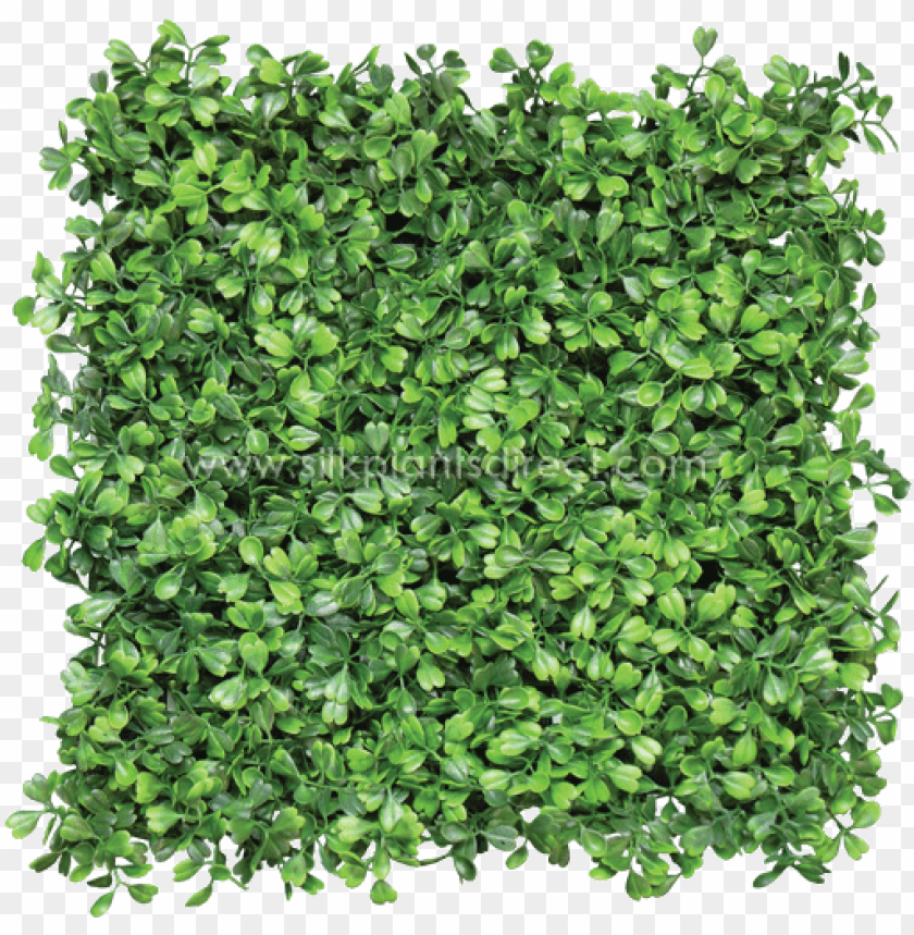 Free download | HD PNG shrub png plan download hedge PNG transparent ...