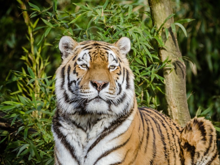 Free download | HD PNG siberian tiger tiger big cat lies wildlife 4k ...