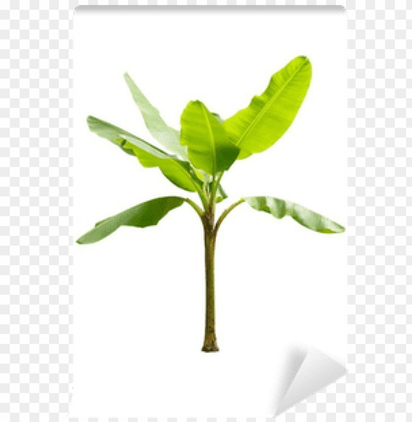 Free download | HD PNG single banana tree png for kids young banana ...