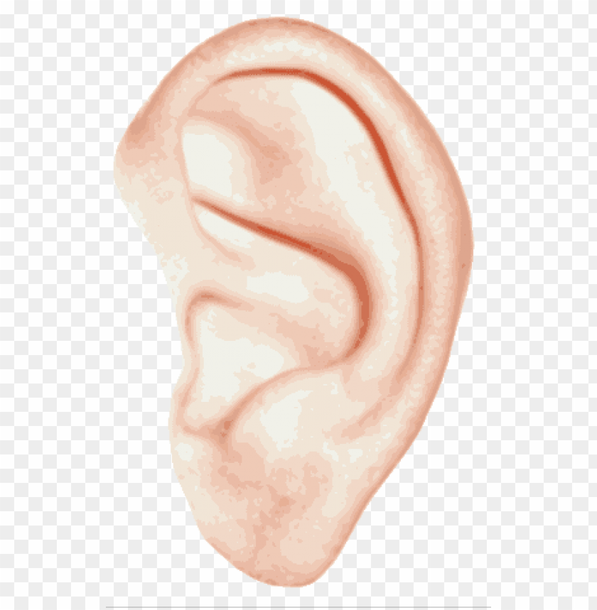 Free download | HD PNG Transparent background PNG image of single ear ...