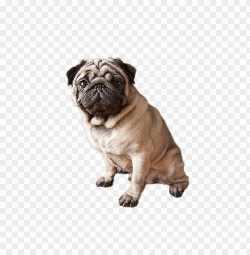 Free download | HD PNG sitting pug | TOPpng