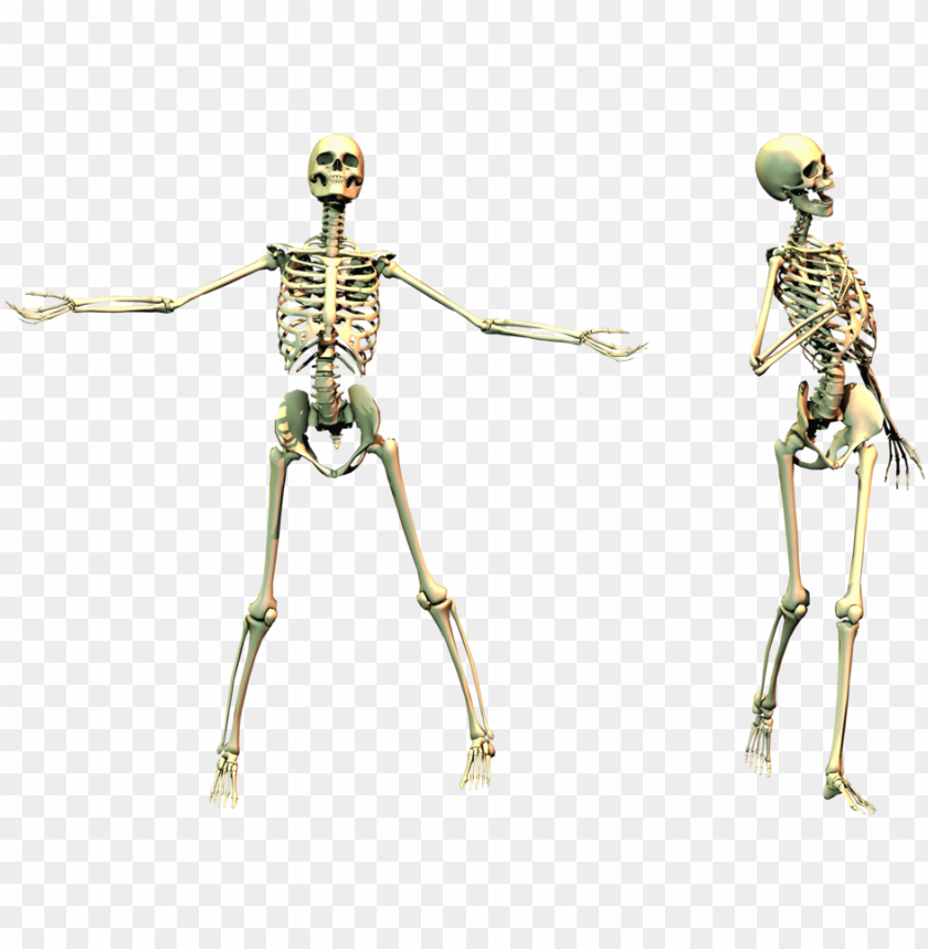 Free download | HD PNG skeleton PNG transparent with Clear Background ...