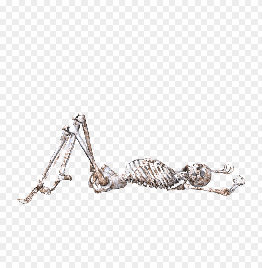 Free download | HD PNG Transparent background PNG image of skeleton ...
