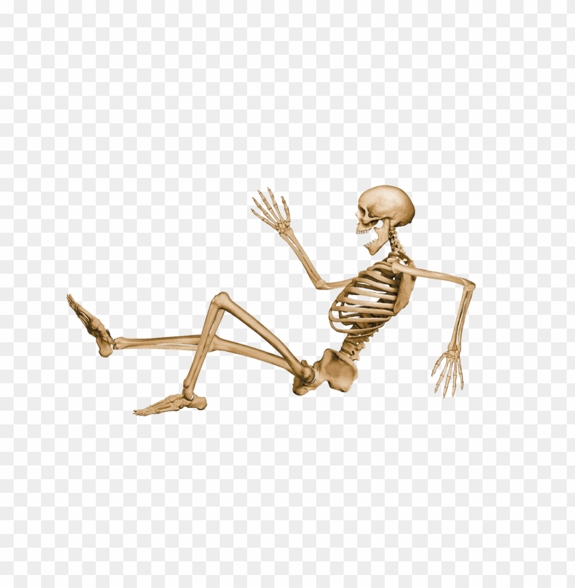Free download | HD PNG Transparent background PNG image of skeleton ...