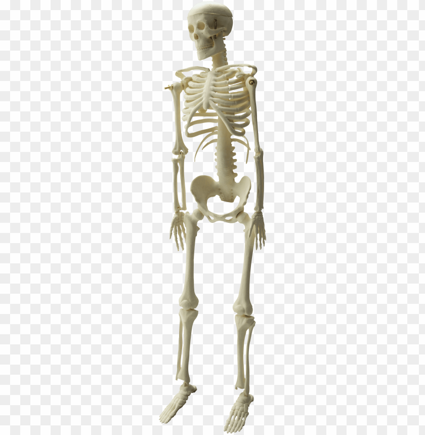 Free download | HD PNG Transparent background PNG image of skeleton ...