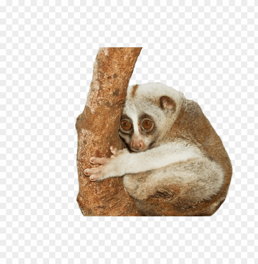 Free download | HD PNG slow loris hugging tree | TOPpng