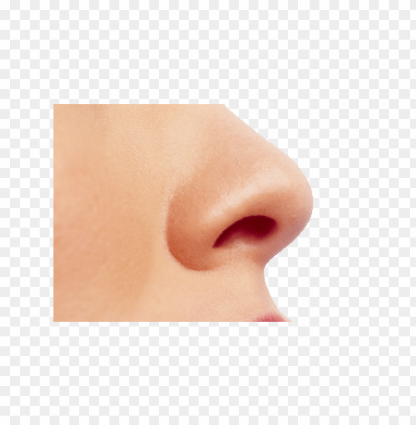 Free download | HD PNG small female nose PNG transparent with Clear ...