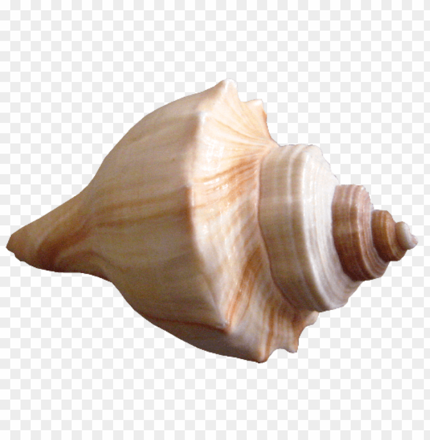 Free download | HD PNG small rapana clipart png photo - 56368 | TOPpng